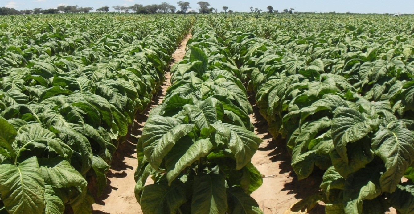 Crop Production & Molecular Technologies - Tobacco Research Board